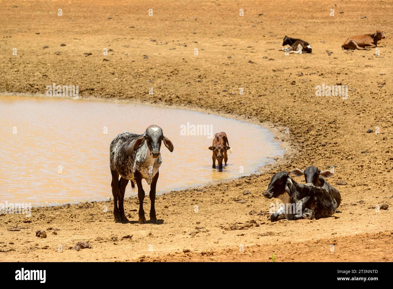 Cattle looking for water in a muddy well due to drought in the ...