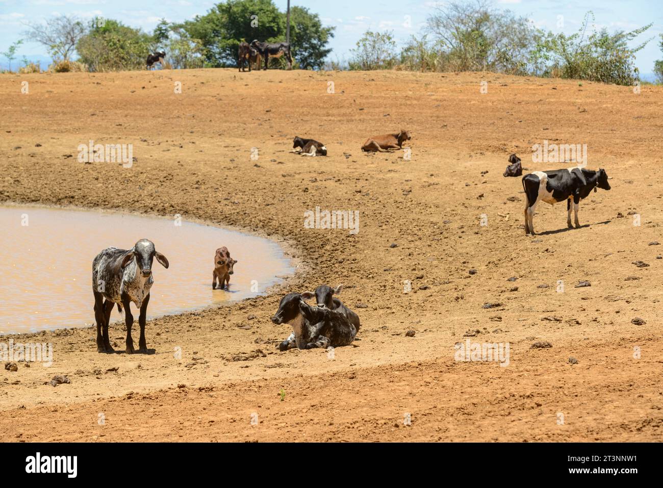 Cattle looking for water in a muddy well due to drought in the ...