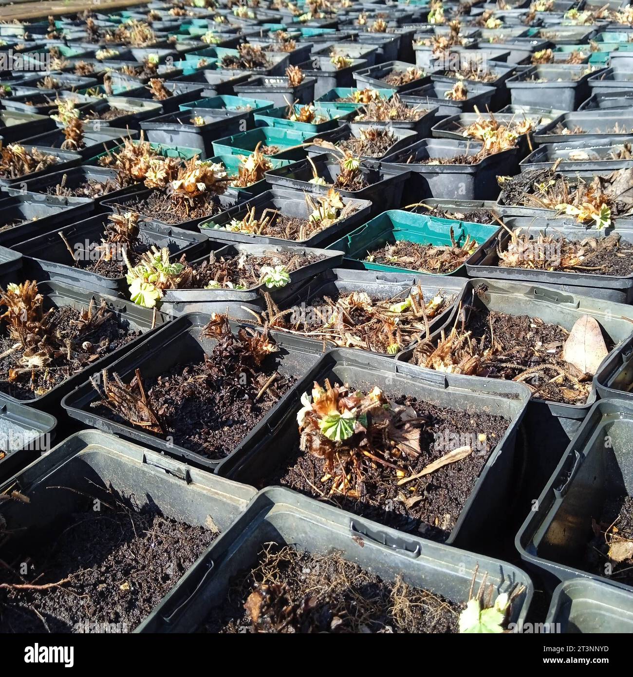 Seedling And Planting In The Ground For Crop Production Planting In The ...