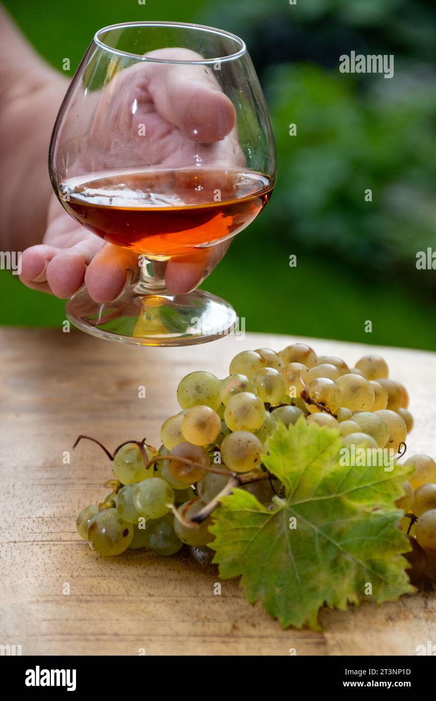Outdoor tasting of Cognac strong alcohol drink in Cognac region, Charente with bunch of ripe ...