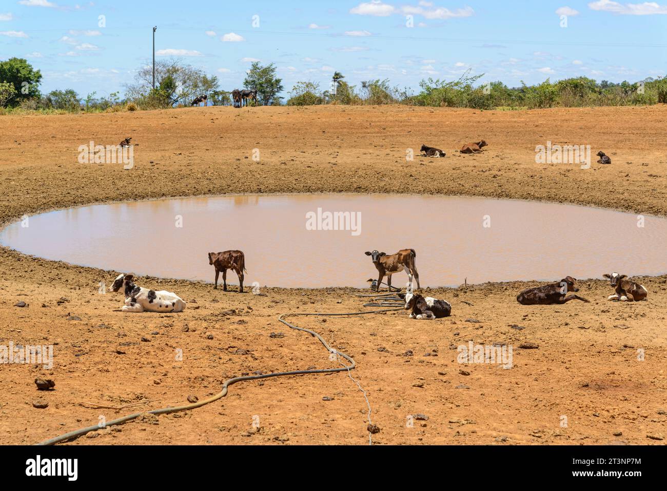 Cattle looking for water in a muddy well due to drought in the ...