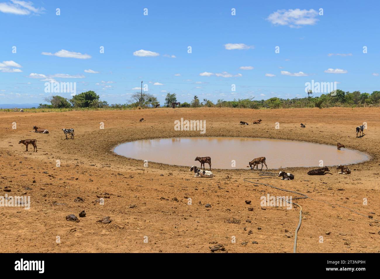 Cattle looking for water in a muddy well due to drought in the ...