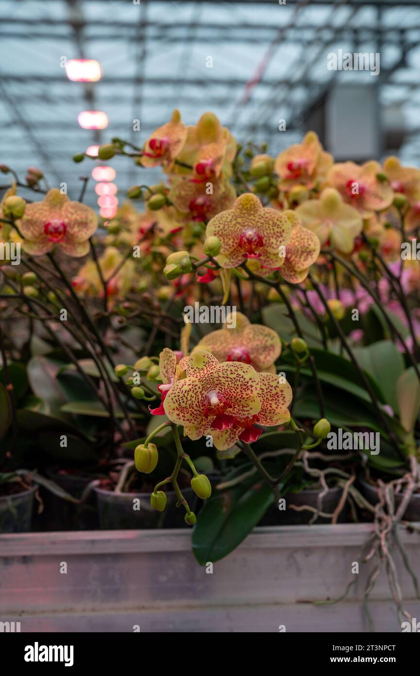 Cultivation of colorful tropical flowering plants orchid family ...