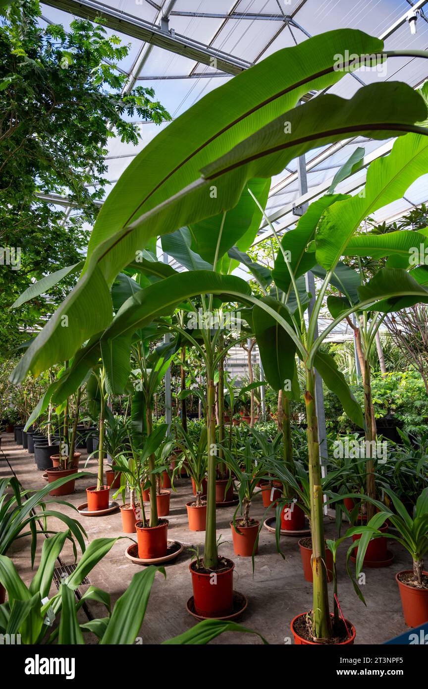 Cultivation of differenent green tropical and exotic indoor palms and ...