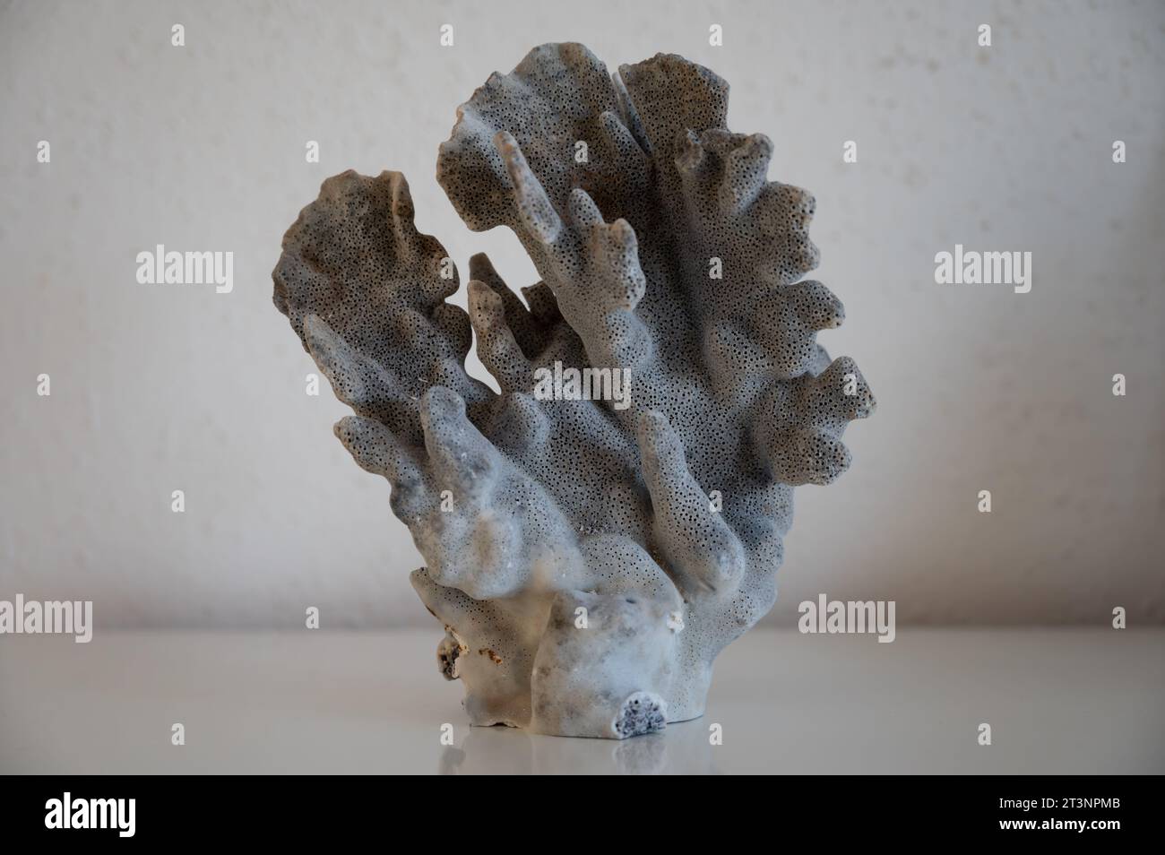 Hard dead blue coral stone, underwater nature background close up Stock ...