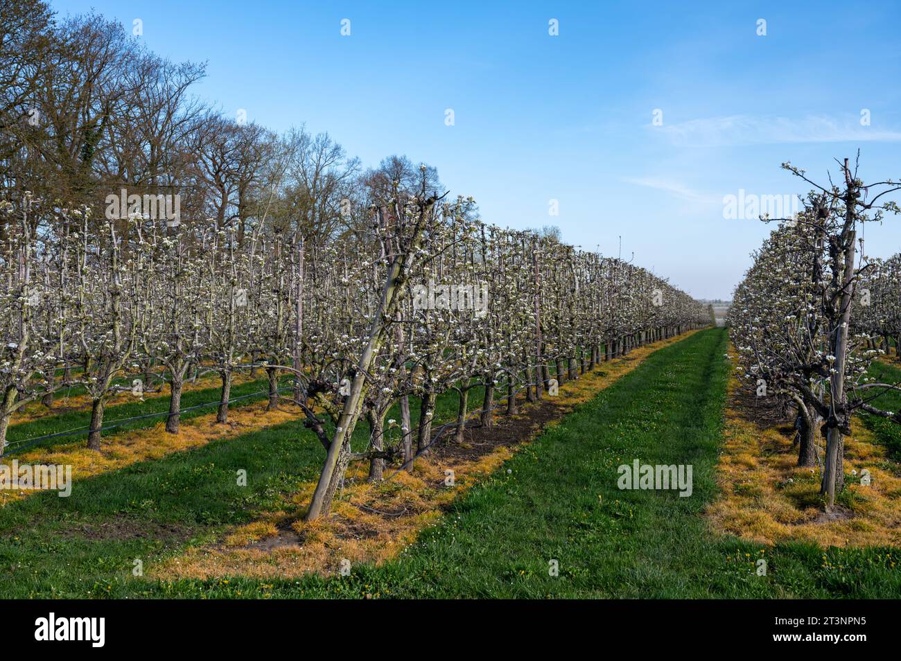 Organic farming in Netherlands, rows of white blossoming pear trees on ...
