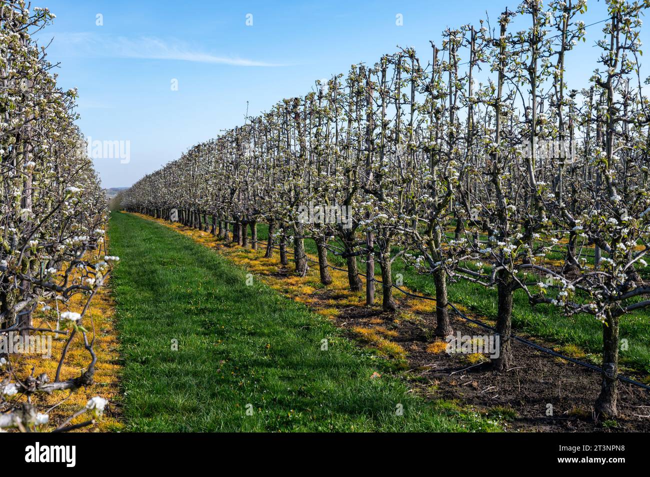 Organic farming in Netherlands, rows of white blossoming pear trees on ...