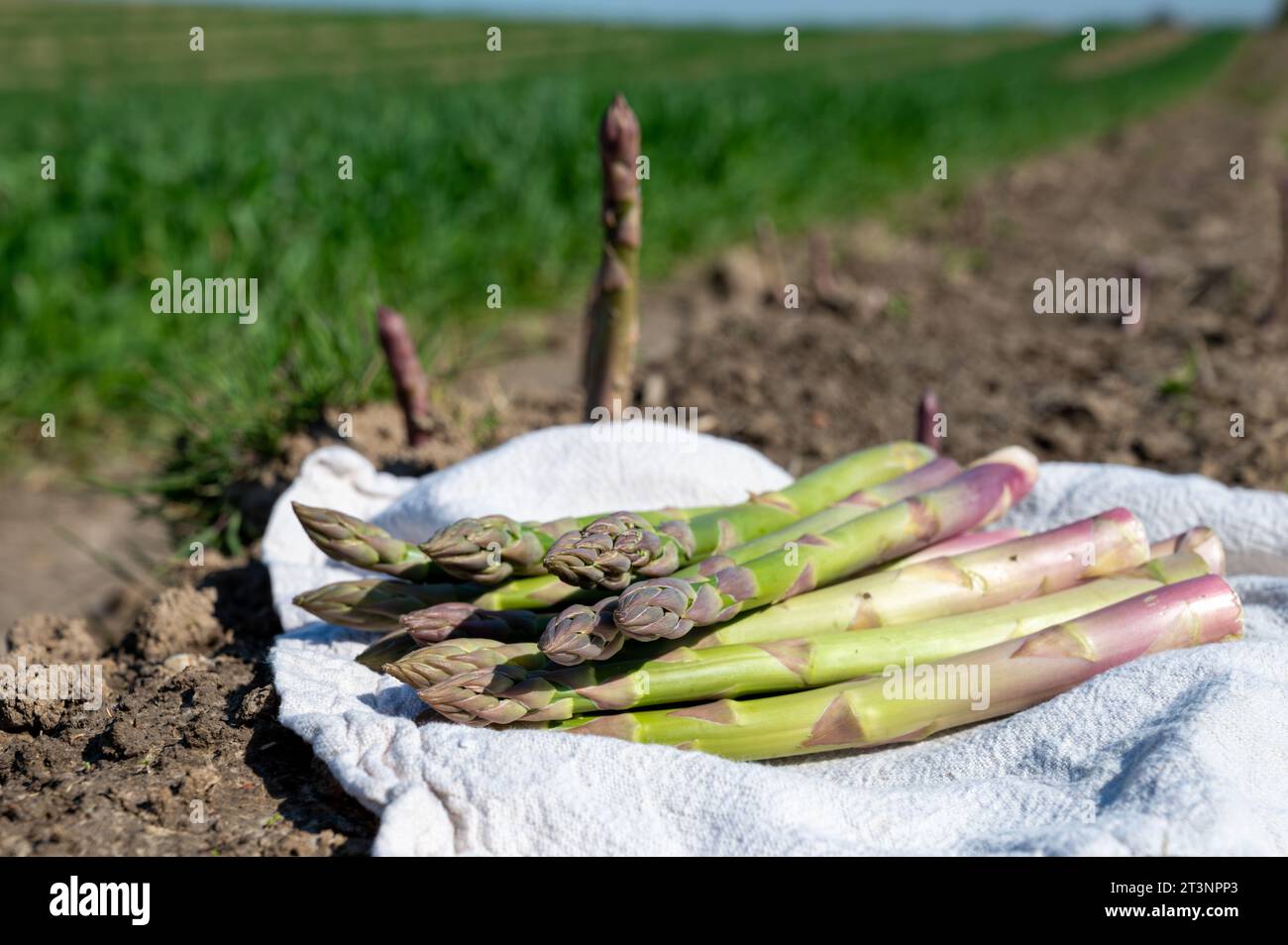 Green asparagus sprouts growing on organic farm field in Limburg ...