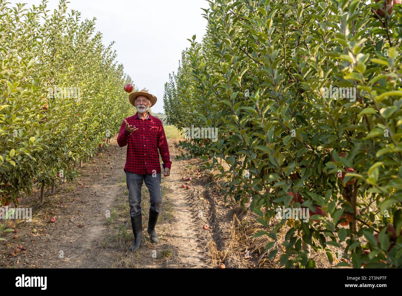 Satisfied senior man farmer walking in orchard and throwing red apple ...