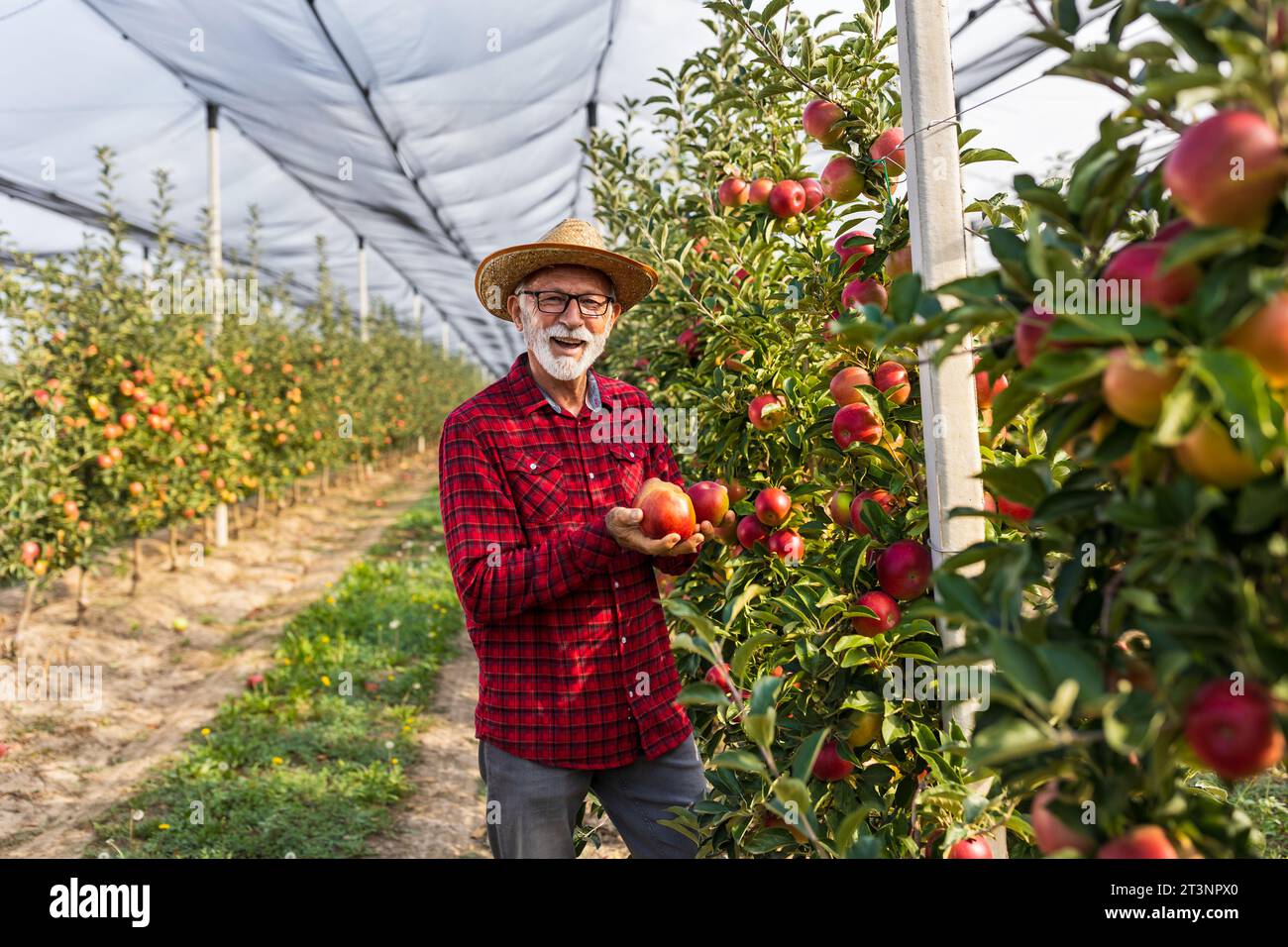 Farmer picking apples in orchard hi-res stock photography and images ...