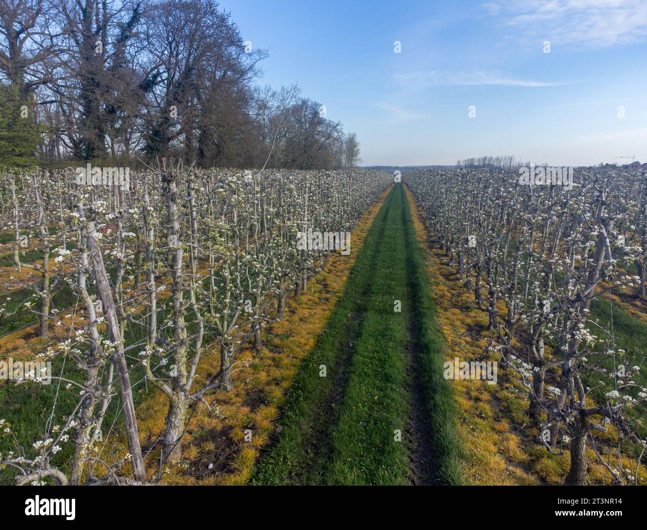 Organic farming in Netherlands, rows of white blossoming pear trees on ...