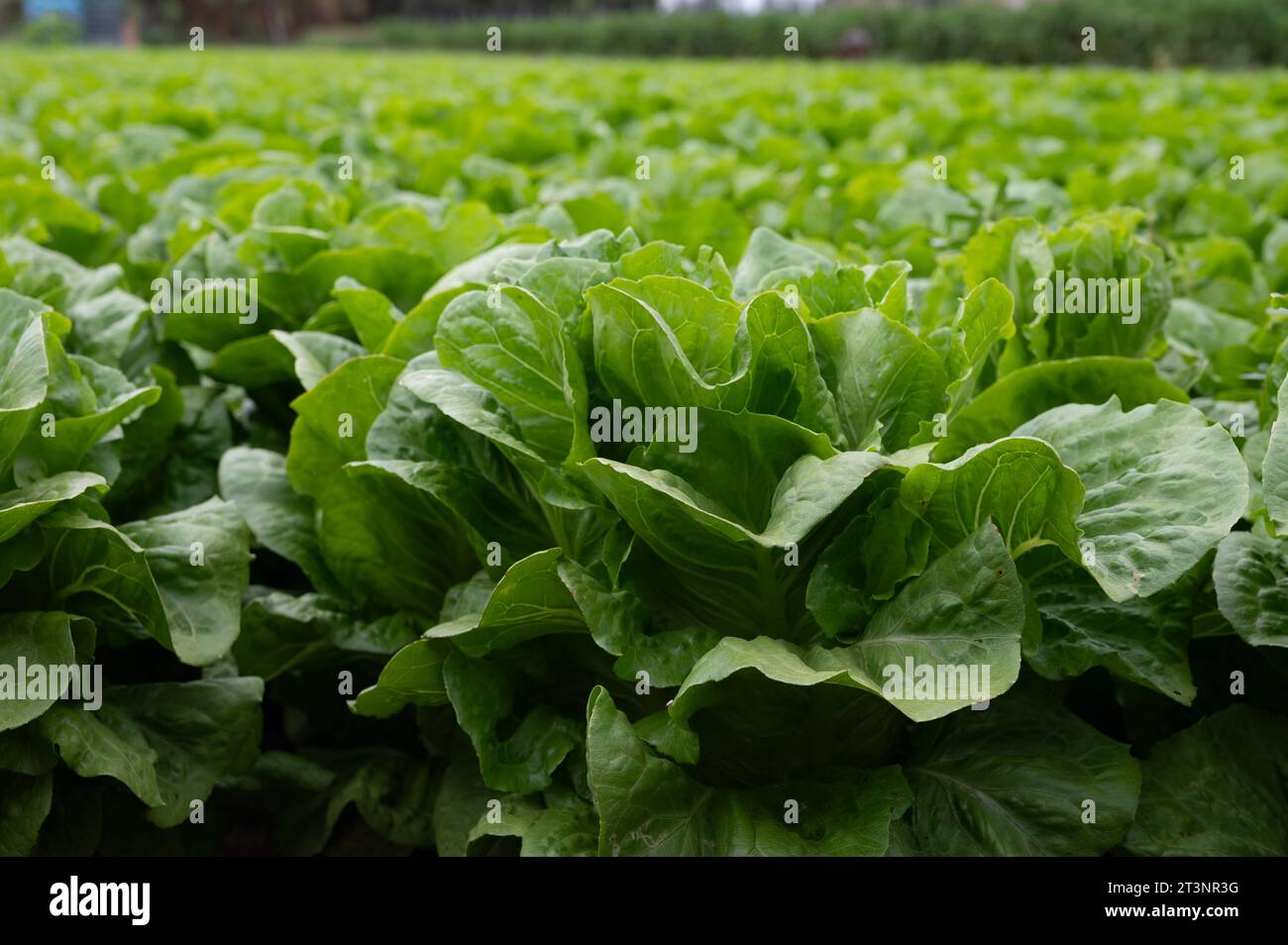 Farm field with rows of young fresh green romaine lettuce plants ...