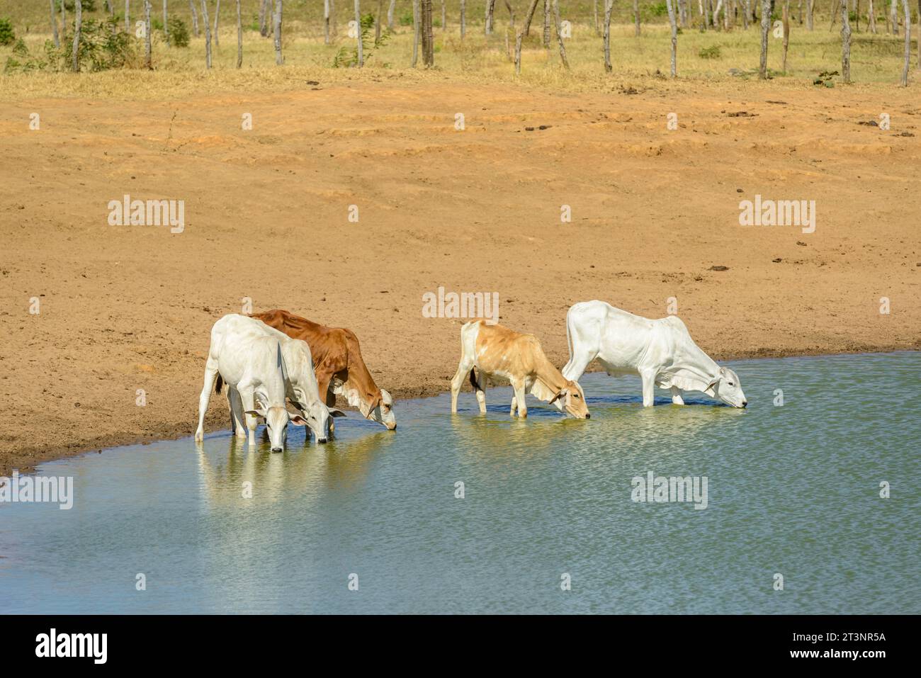 Cattle looking for water in a muddy well due to drought in the ...
