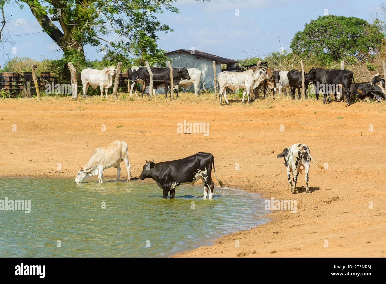 Cattle looking for water in a muddy well due to drought in the ...