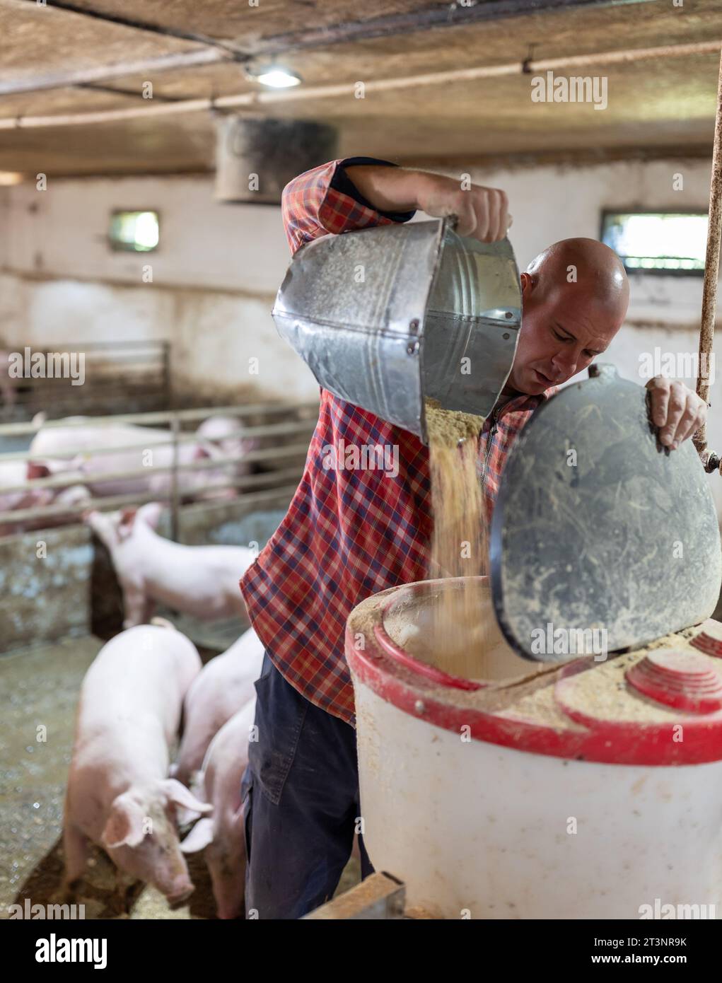 Farmer pouring dry feed into plastic self feeder for pigs in pigpen ...