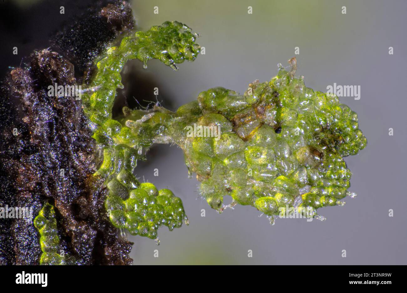 Gametophyte generation of Harts Tongue Fern, Asplenium scolopendrium ...