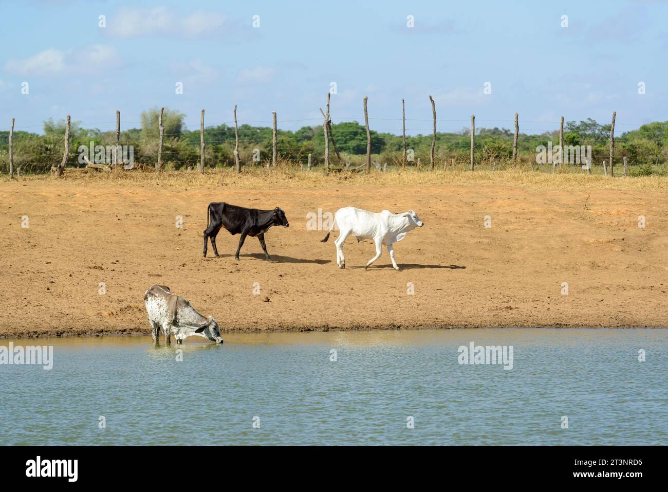 Cattle looking for water in a muddy well due to drought in the ...