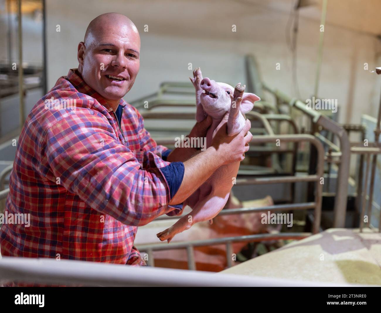 Smiling farmer rising cute small piglet in air in pipen beside sow ...