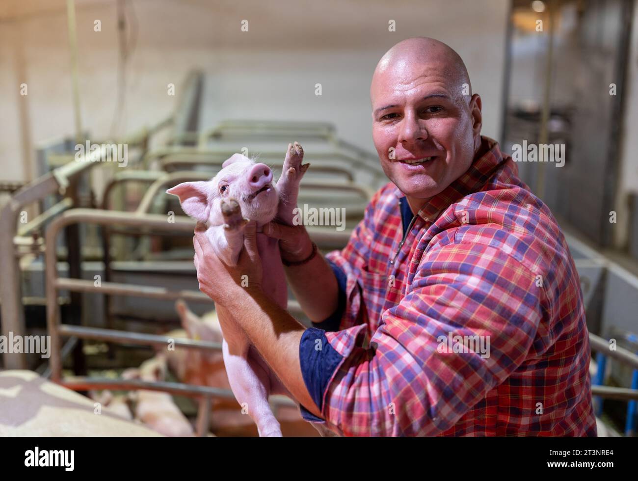 Farmer holding cute small piglet in hands in pipen beside sow Stock ...