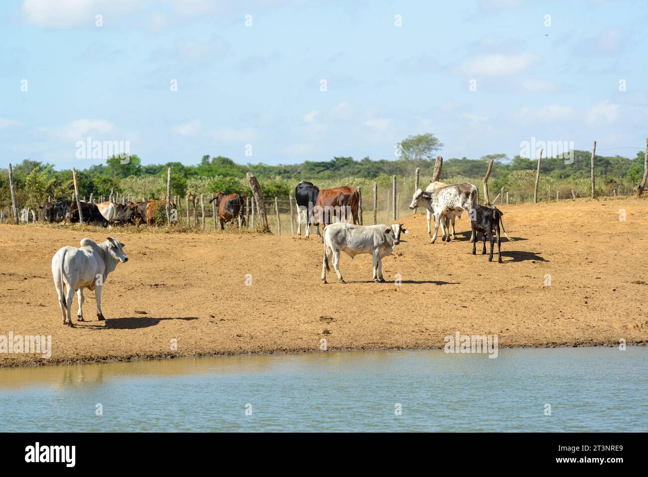 Cattle looking for water in a muddy well due to drought in the ...