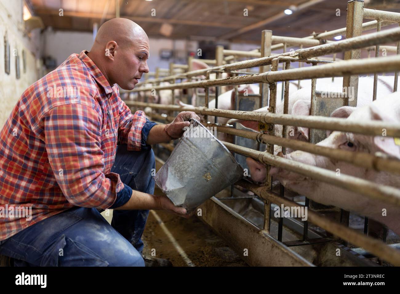 Farmer feeding pigs with dry feed from bucket in pigpen Stock Photo - Alamy