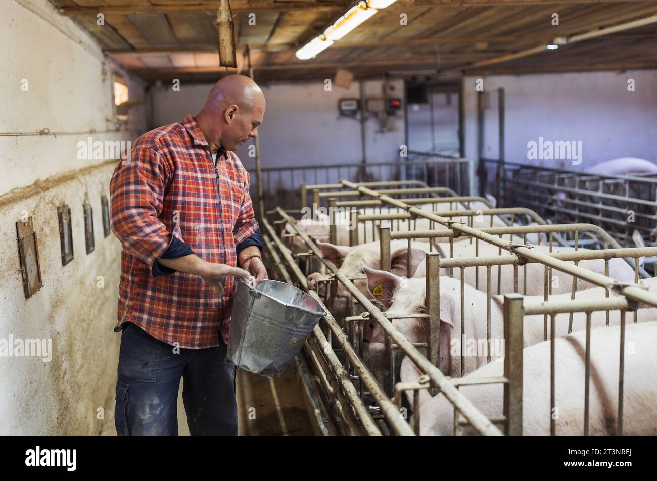 Farmer feeding pigs with dry feed from bucket in pigpen Stock Photo - Alamy