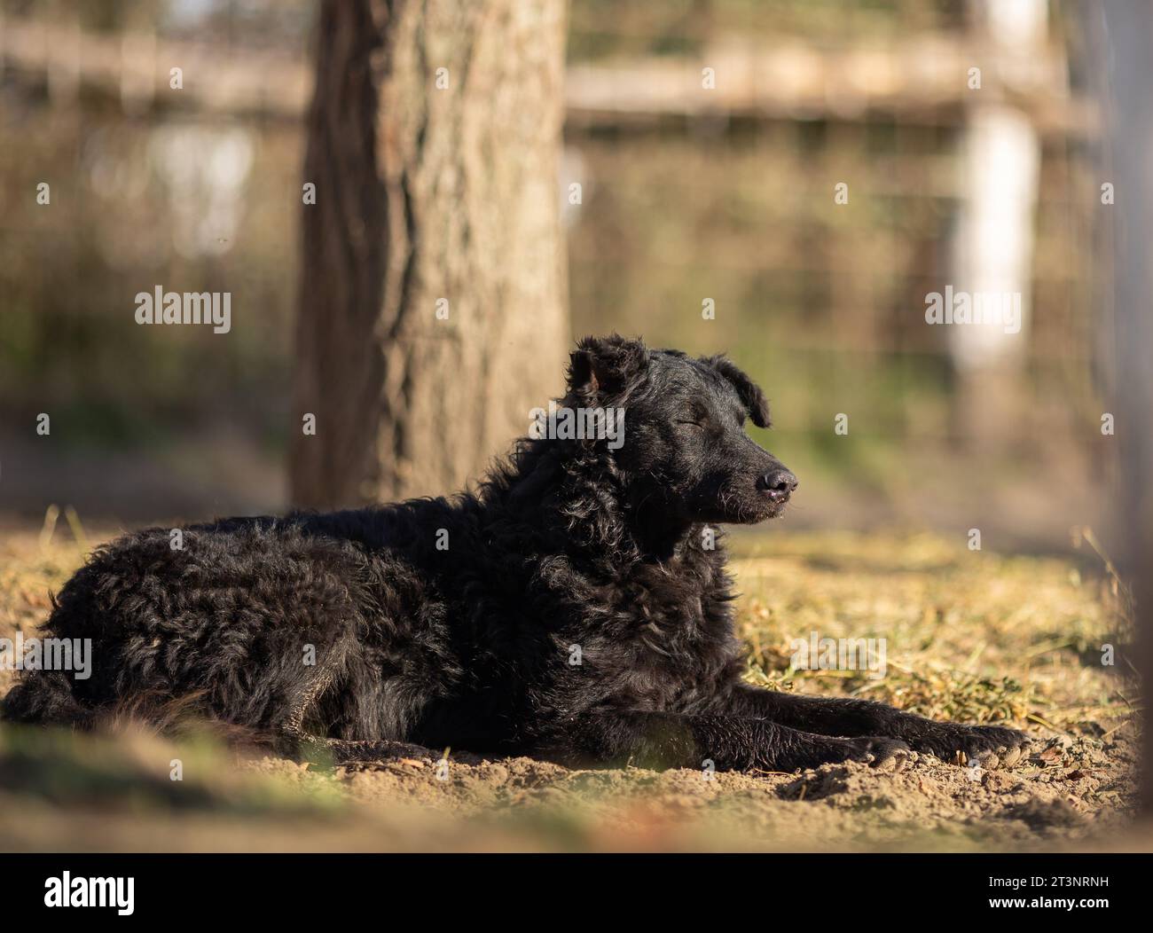 Cute black dog pulling sunbathing on autumn sun, lying on ground with ...