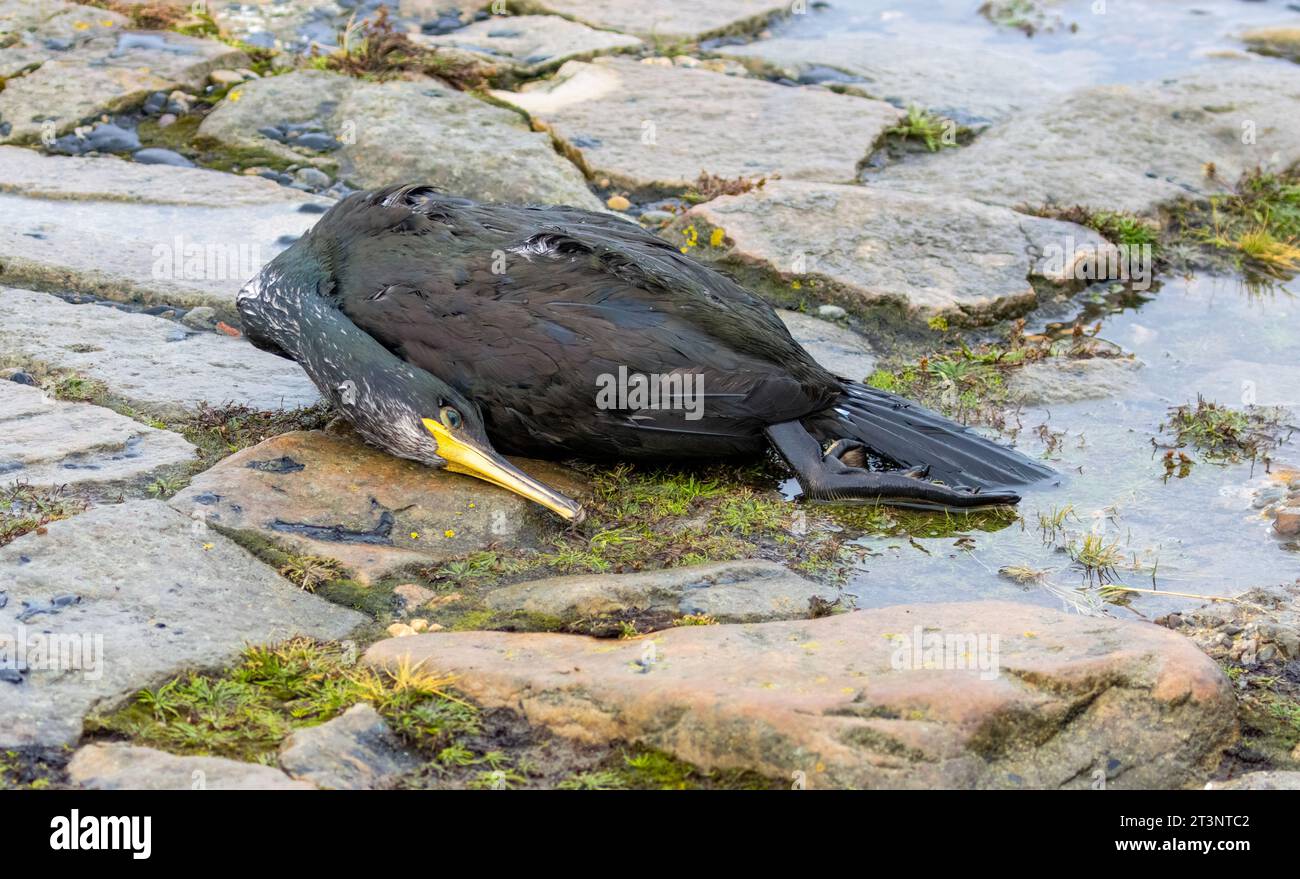 Dead body in water hi-res stock photography and images - Alamy