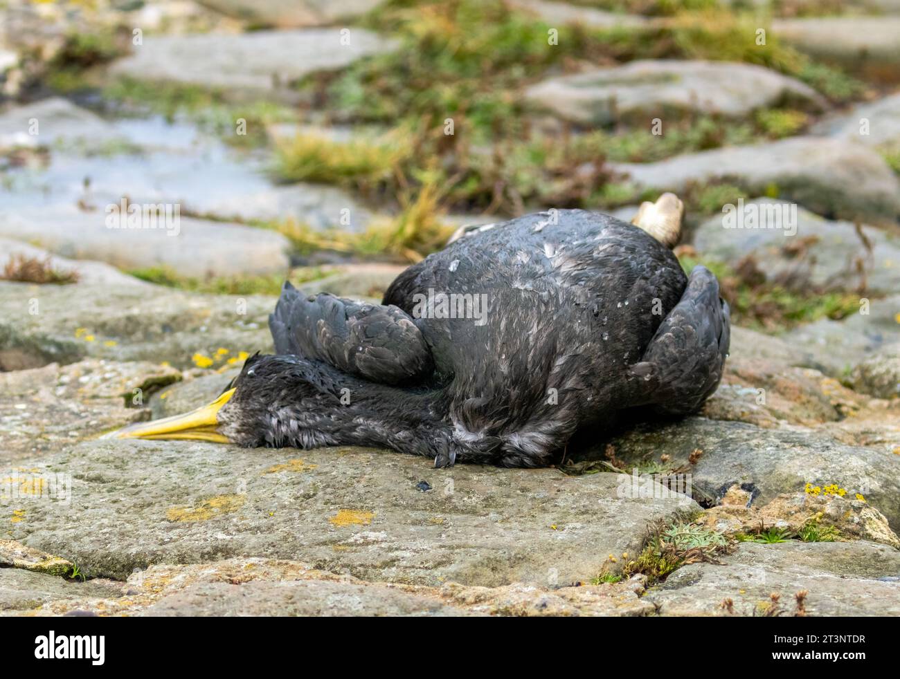 Dead shag seabird killed in the stormy weather Stock Photo - Alamy