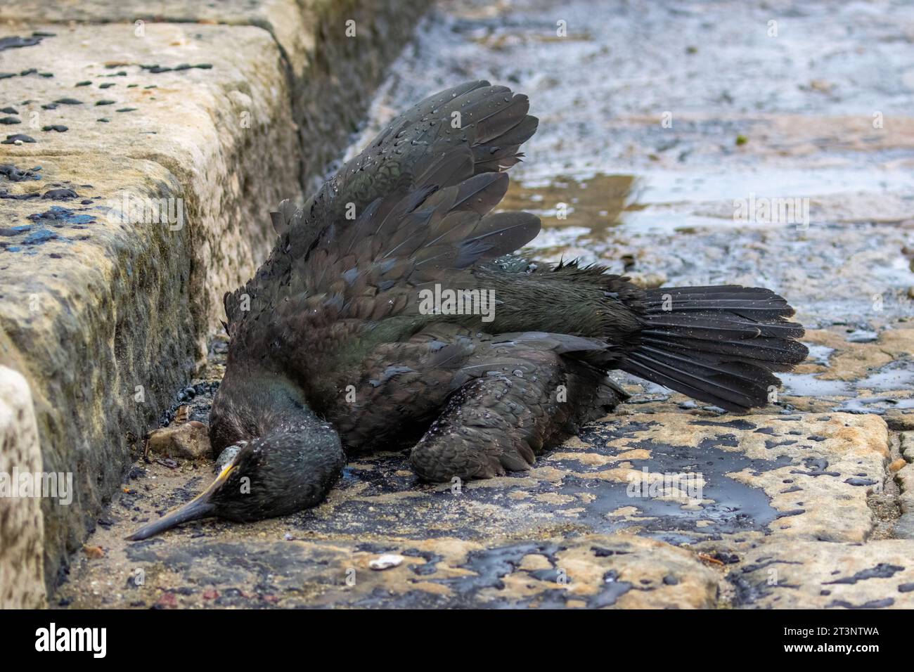 Dead shag seabird killed in the stormy weather Stock Photo - Alamy