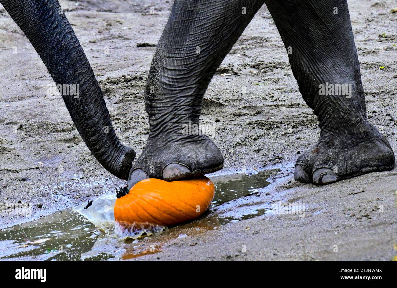 Prague, Czech Republic. 26th Oct, 2023. Pumpkin feast for Asian ...