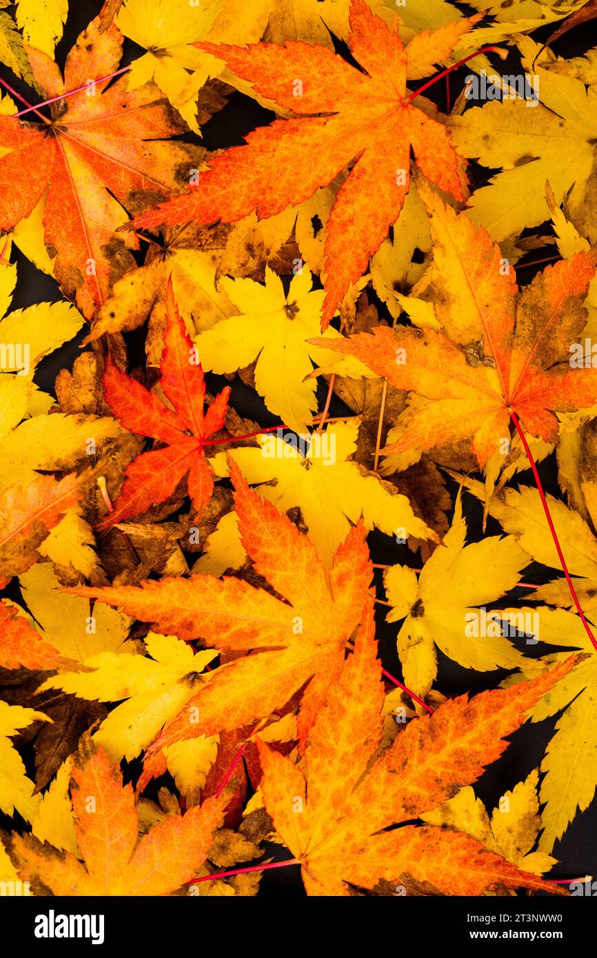 Japanese Maple Autum Leaves, Acer Palmatum Stock Photo - Alamy