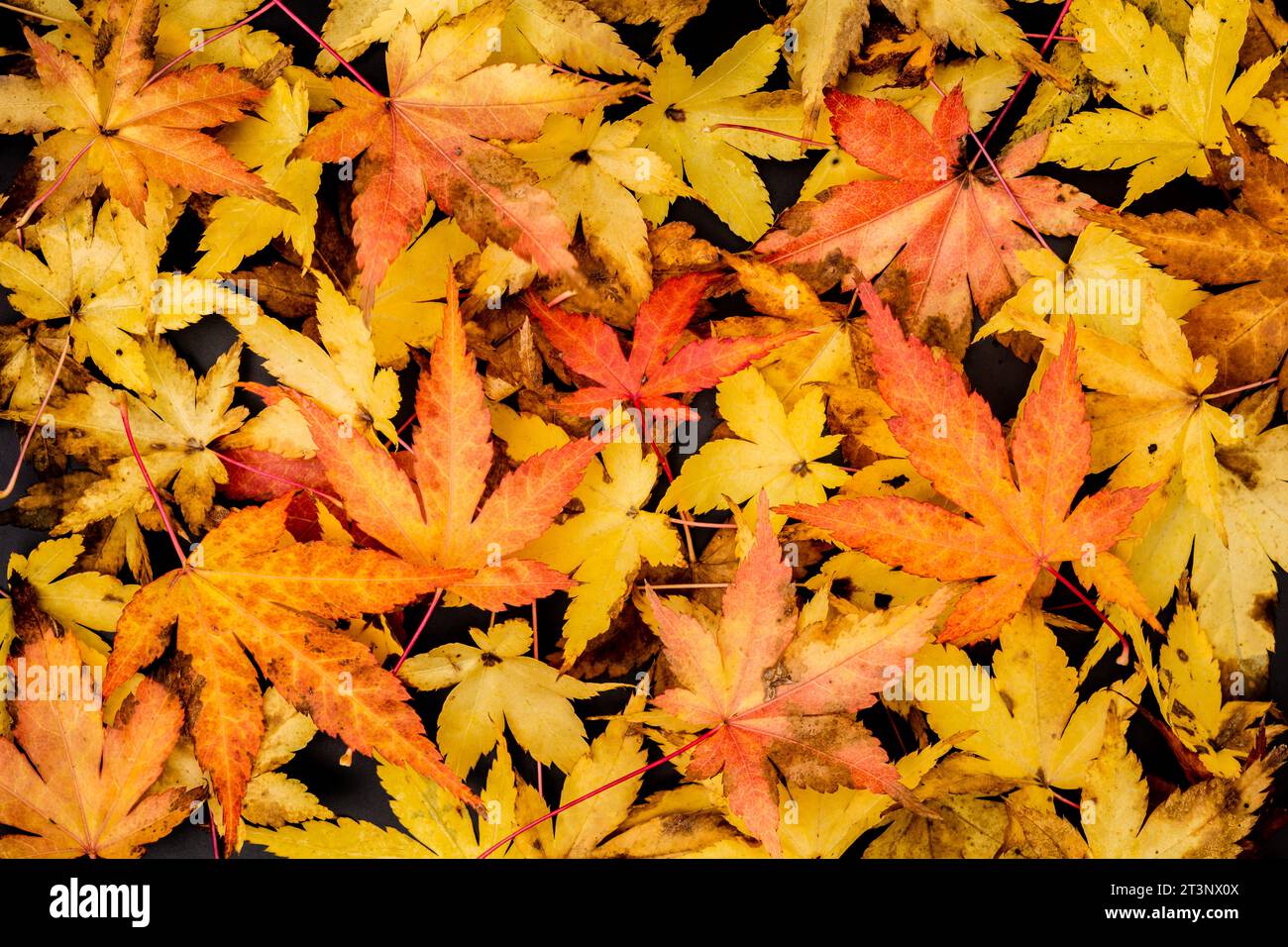Acer maple leaves autumnal hi-res stock photography and images - Alamy