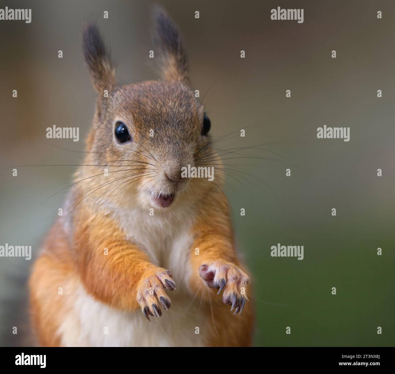 Smile squirrel hi-res stock photography and images - Alamy