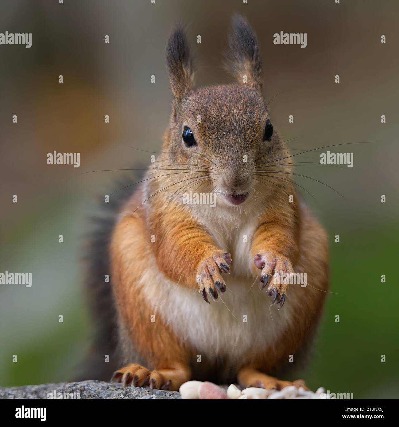 Happy amazed hi-res stock photography and images - Alamy