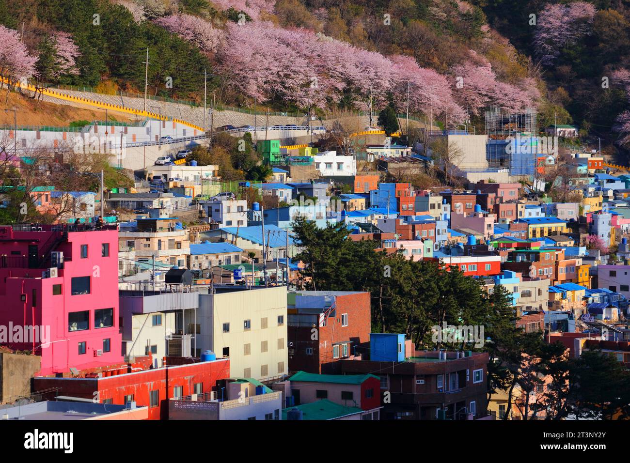 Gamcheon Culture Village district in Busan, South Korea. Cherry blossom ...