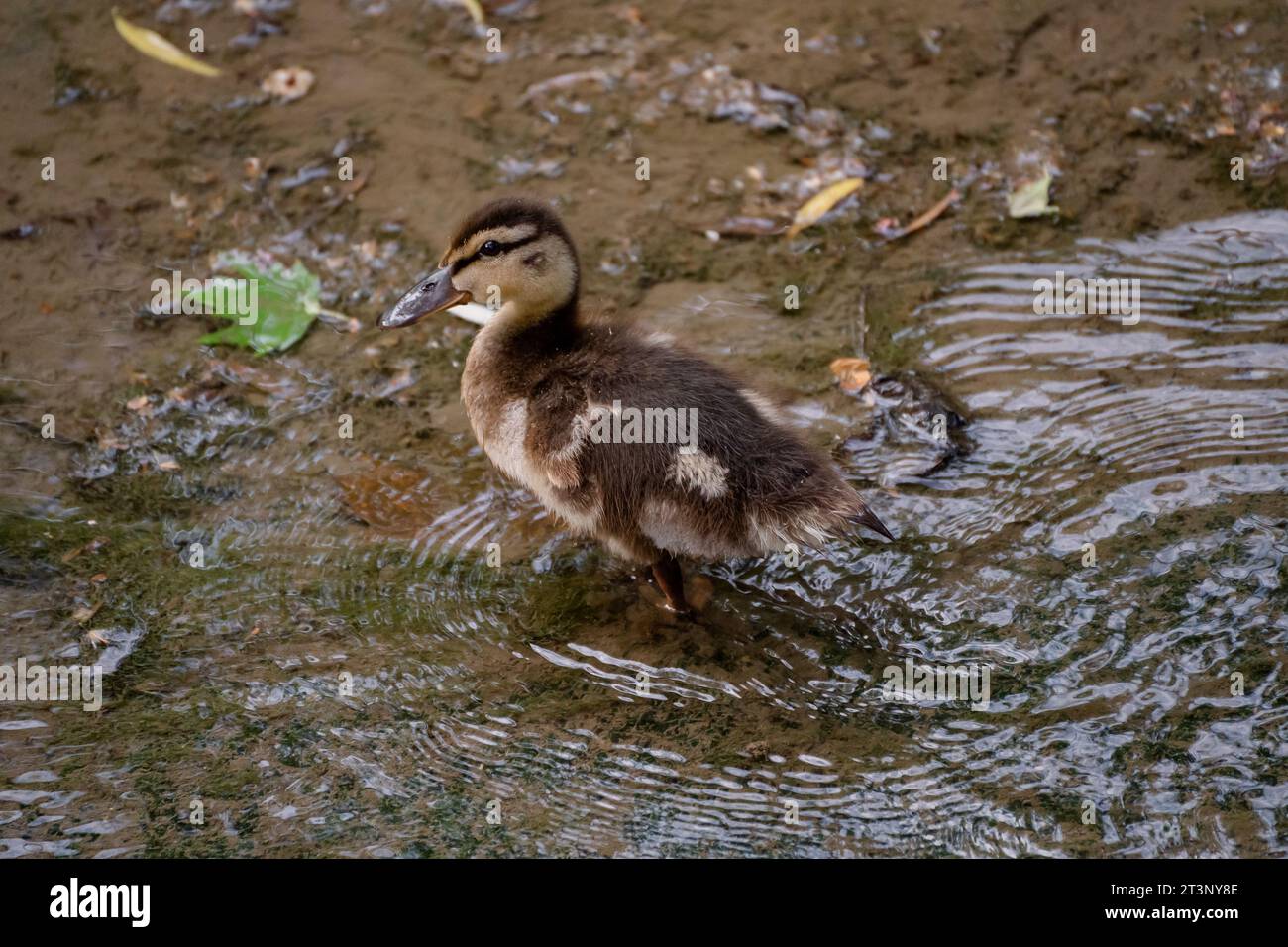 Full body portrait of a young duckling standing on alert crossing the ...