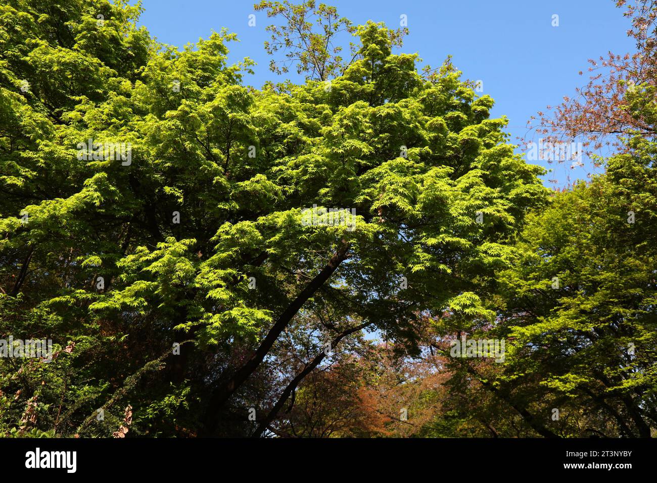 Spring view of fresh green leaves on a Japanese maple tree (Acer ...