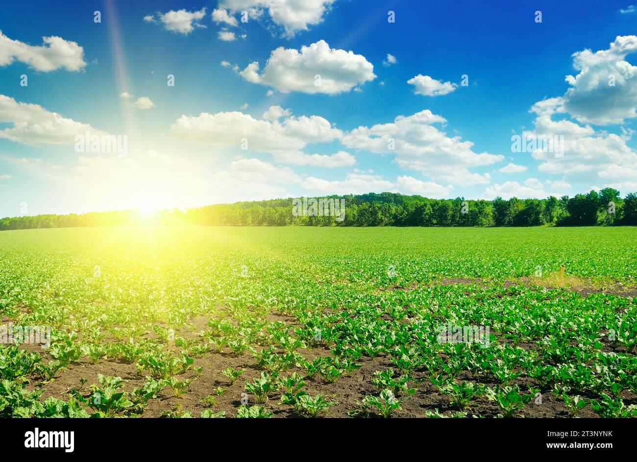 Green beet field and sun on blue sky. Agricultural landscape Stock ...