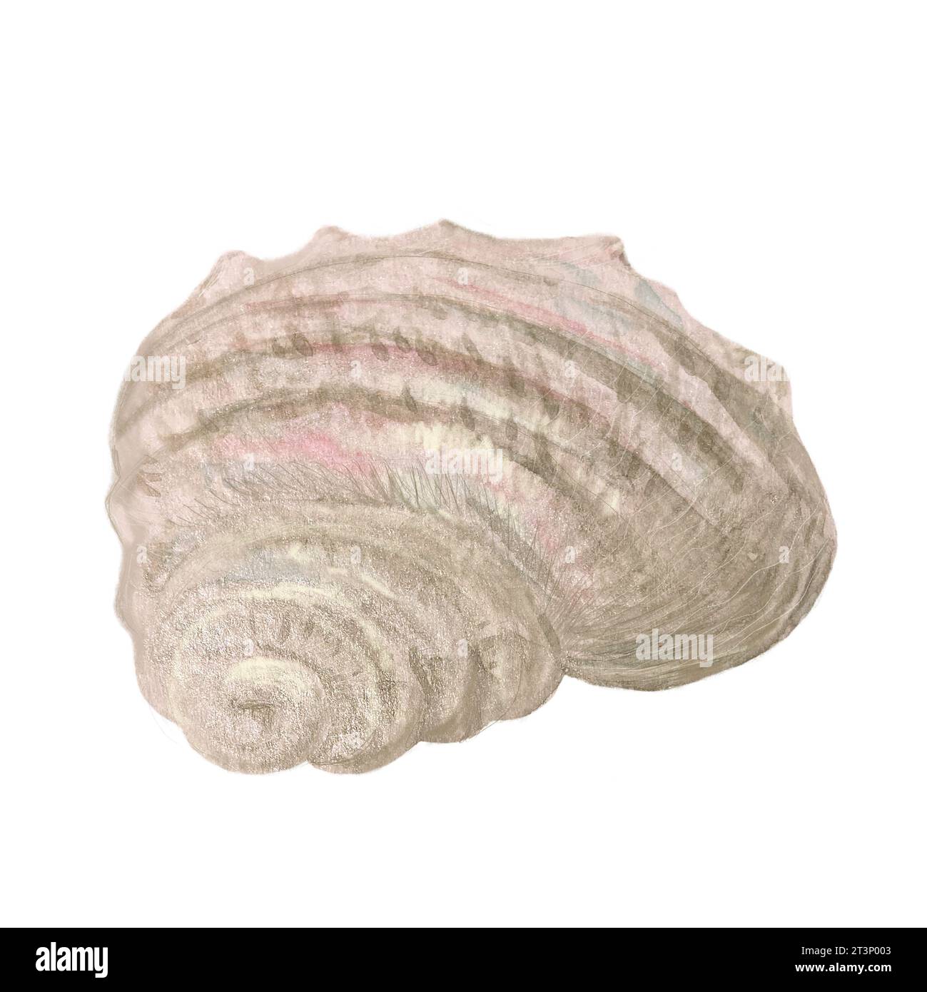Watercolor hand-drawn rapan isolated on white Stock Photo - Alamy