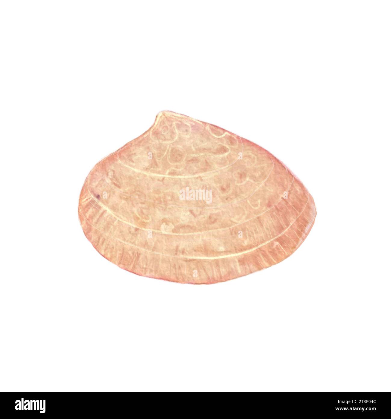 Watercolor pink shell isolated on white Stock Photo - Alamy