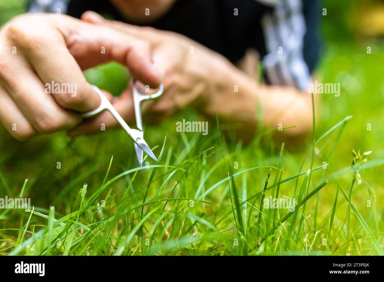 Mit einer kleinen Nagelschere Gras im Garten stutzen penibel sein Stock ...