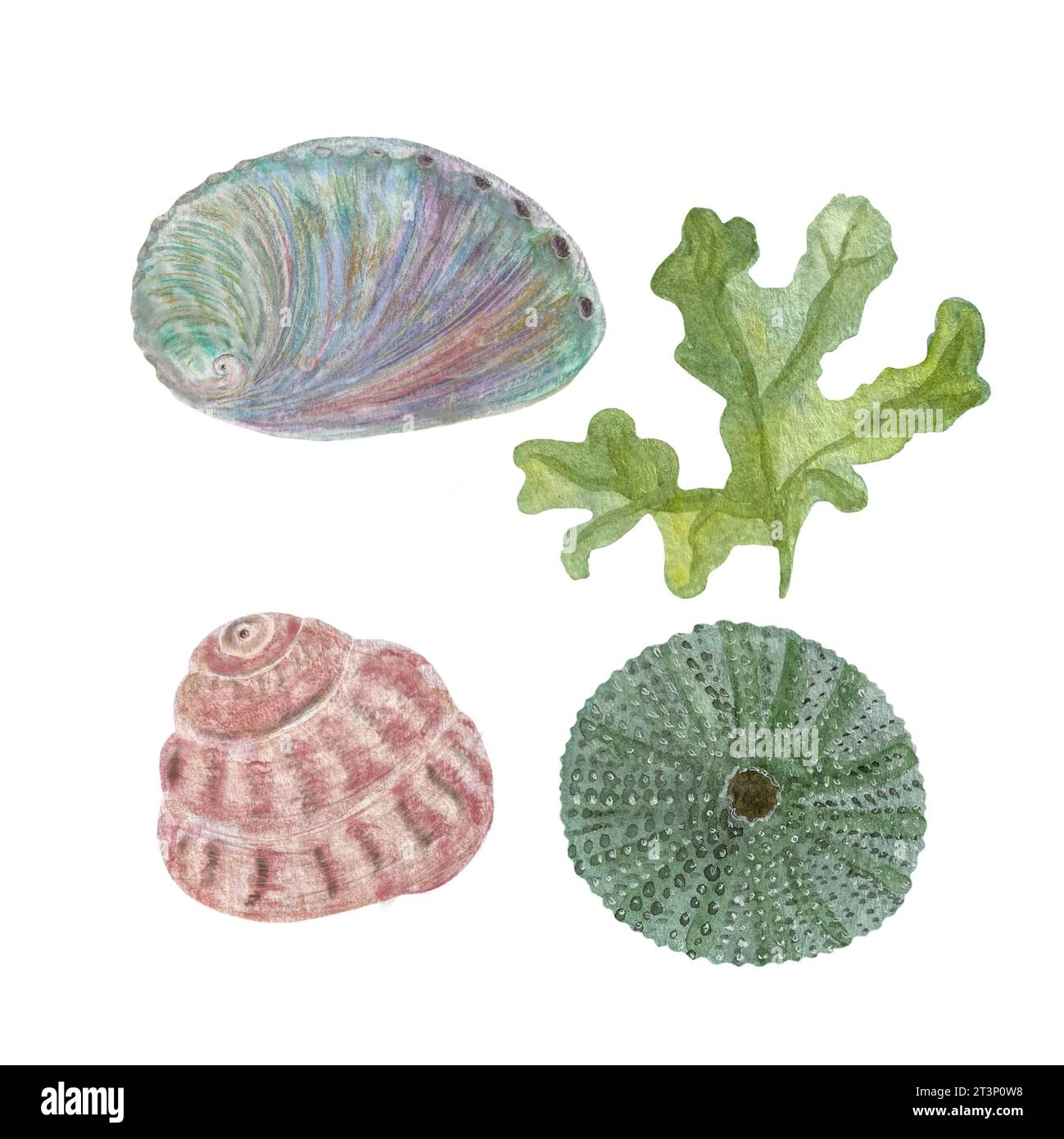 Watercolor hand-drawn set of shells and seaweed isolated on white Stock ...