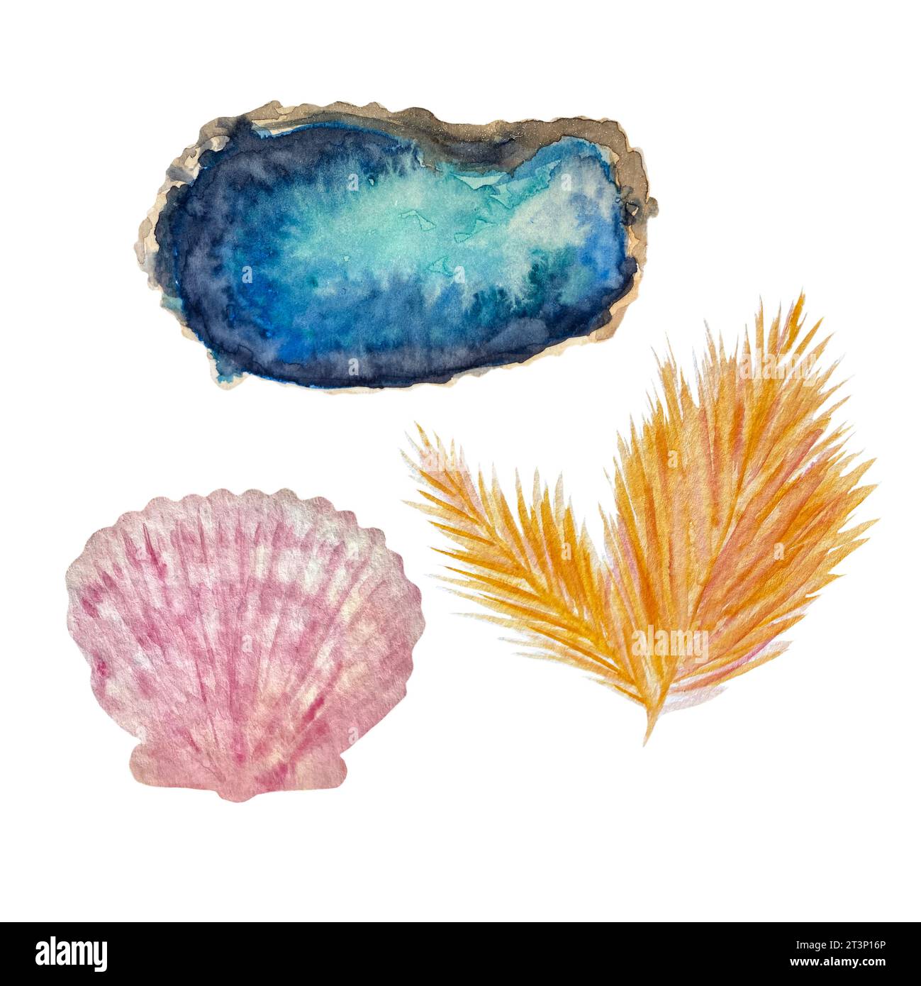 Watercolor hand-drawn set of shells and seaweed isolated on white Stock ...