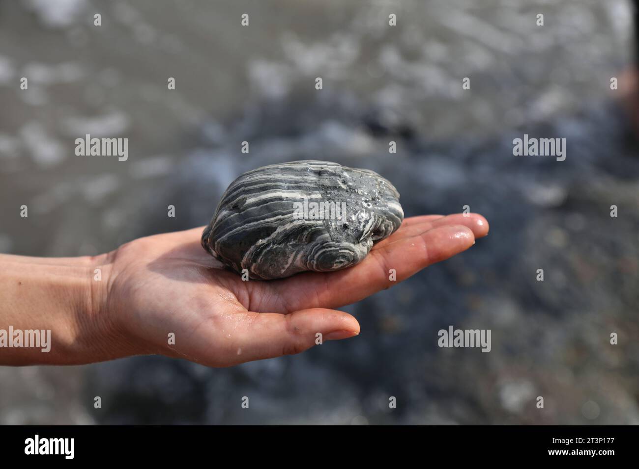 Dead Sea mud in Israel. Dead Sea mud handful. It has medicinal ...