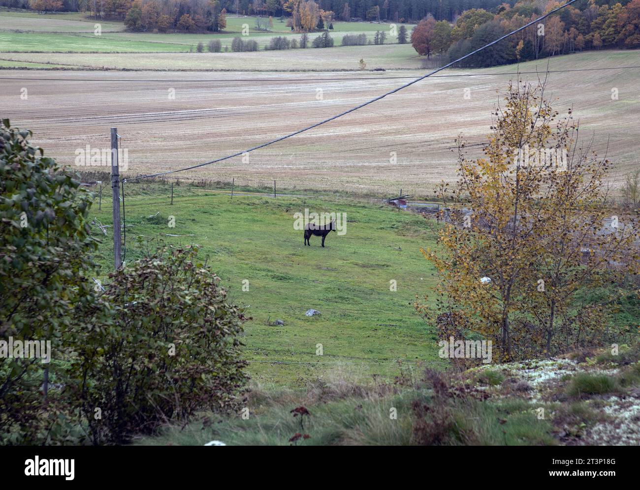 Donkey sweden hi-res stock photography and images - Alamy