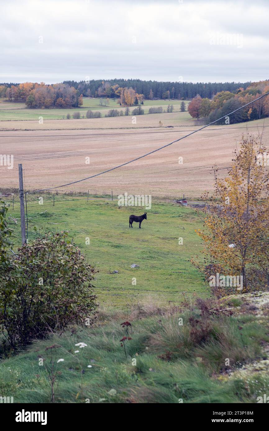 Donkey sweden hi-res stock photography and images - Alamy