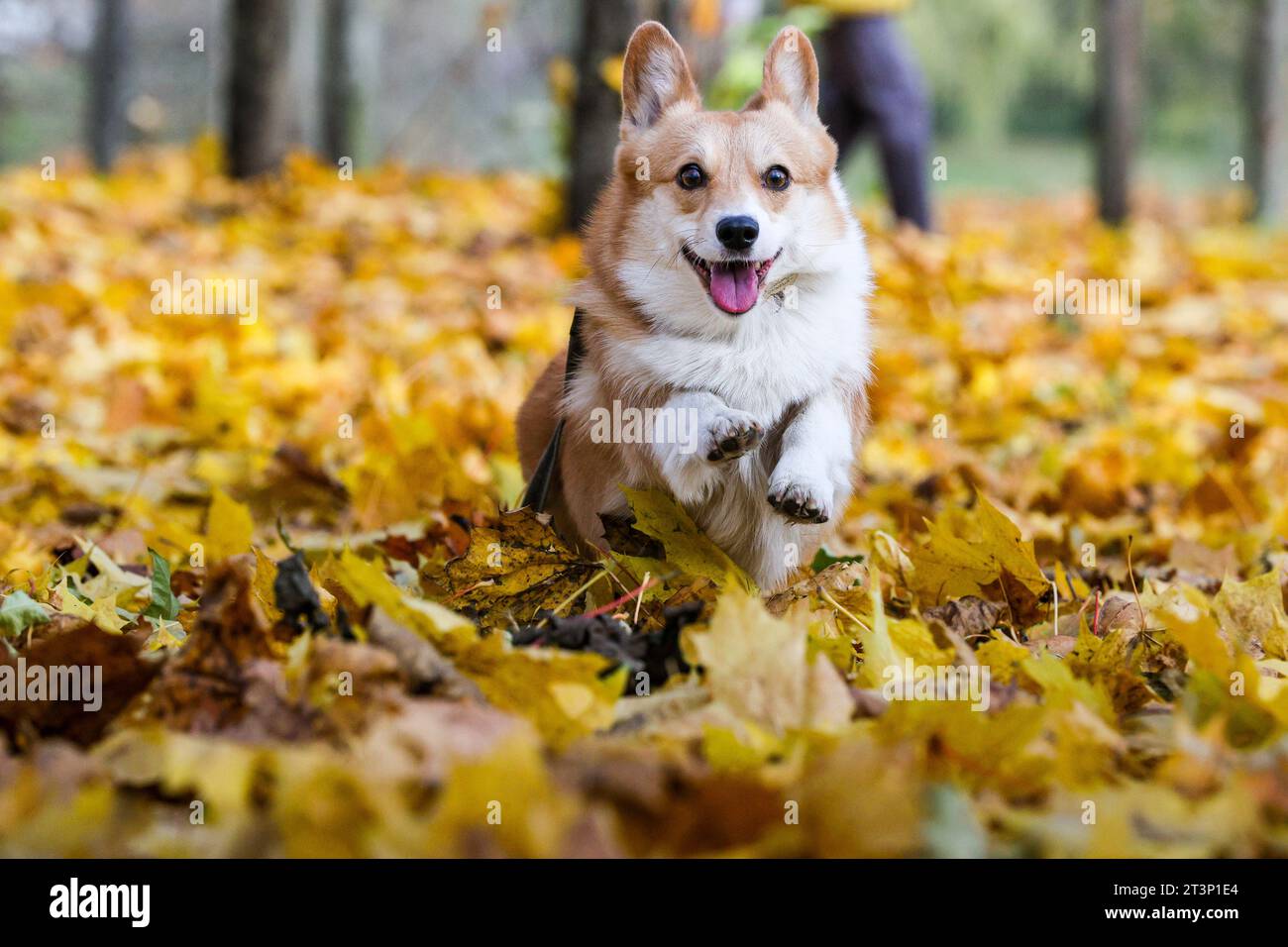 26.10.2023. Russia. Moscow. A corgi dog during a walk in the Mitino ...