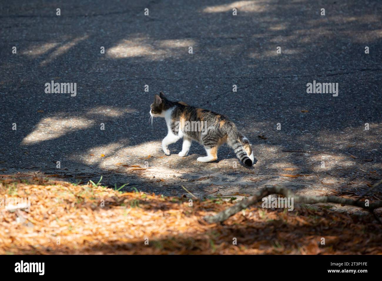 Calico/tabby kitten walking along a road edge Stock Photo - Alamy