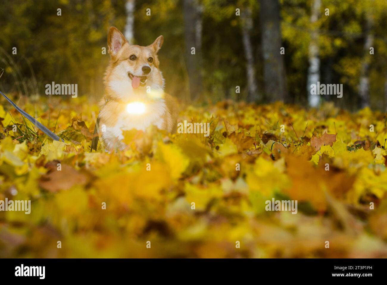 26.10.2023. Russia. Moscow. A corgi dog during a walk in the Mitino ...